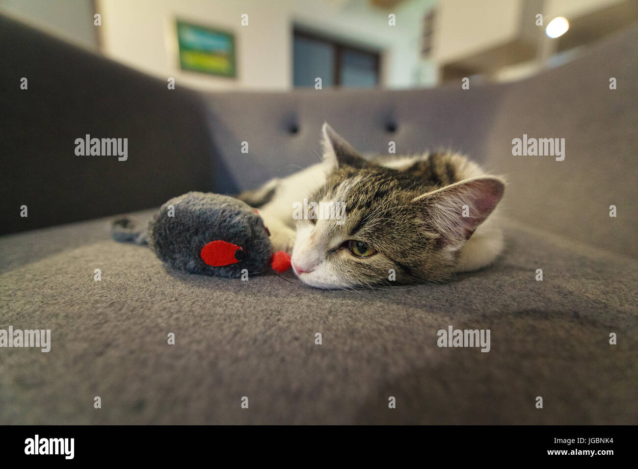 Cat and mouse friends hi-res stock photography and images - Alamy