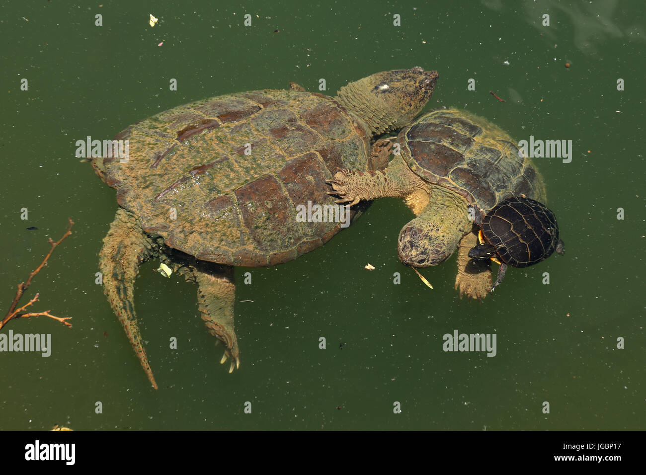 Snapping turtle, Chelydra serpentina, and painted turtle Chrysemys ...