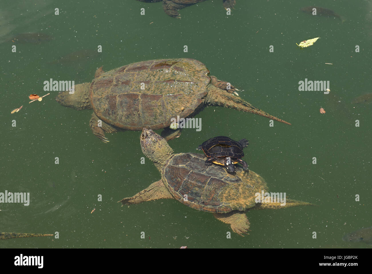 Snapping turtle, Chelydra serpentina, and painted turtle Chrysemys ...