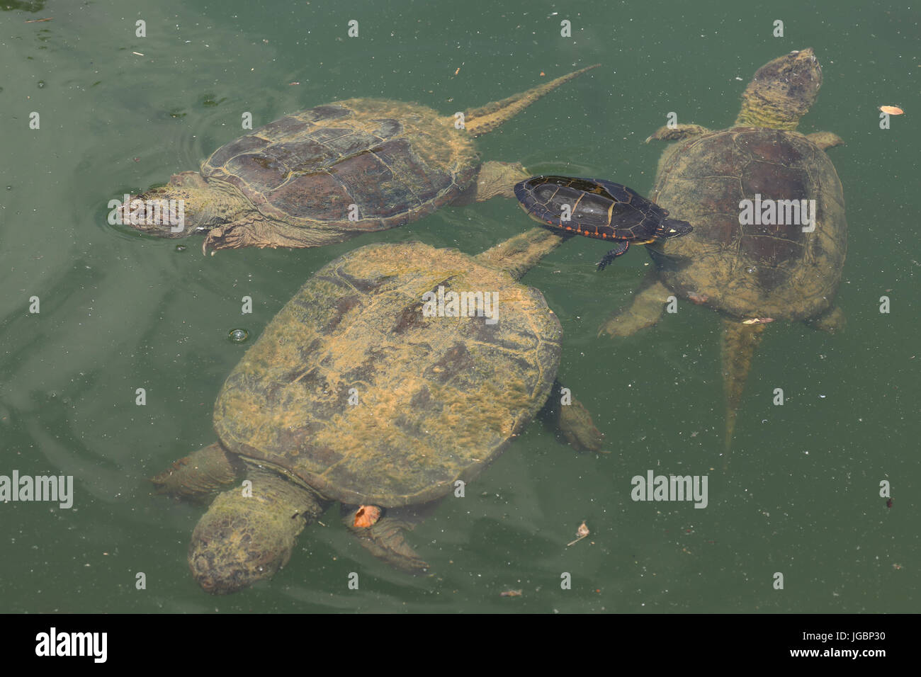 Snapping turtle, Chelydra serpentina, and painted turtle Chrysemys ...