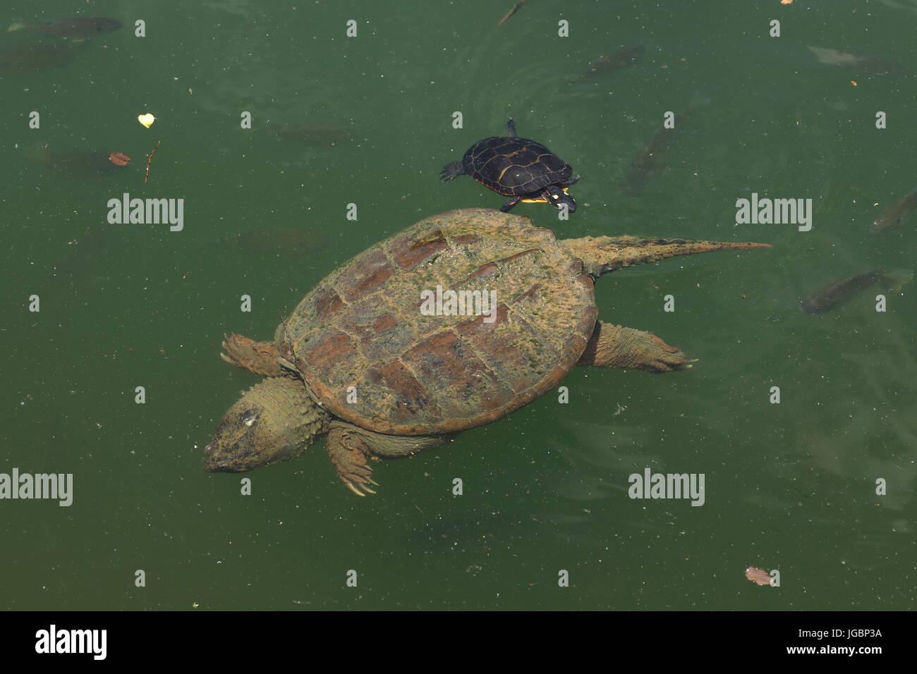 Snapping turtle, Chelydra serpentina, and painted turtle Chrysemys ...