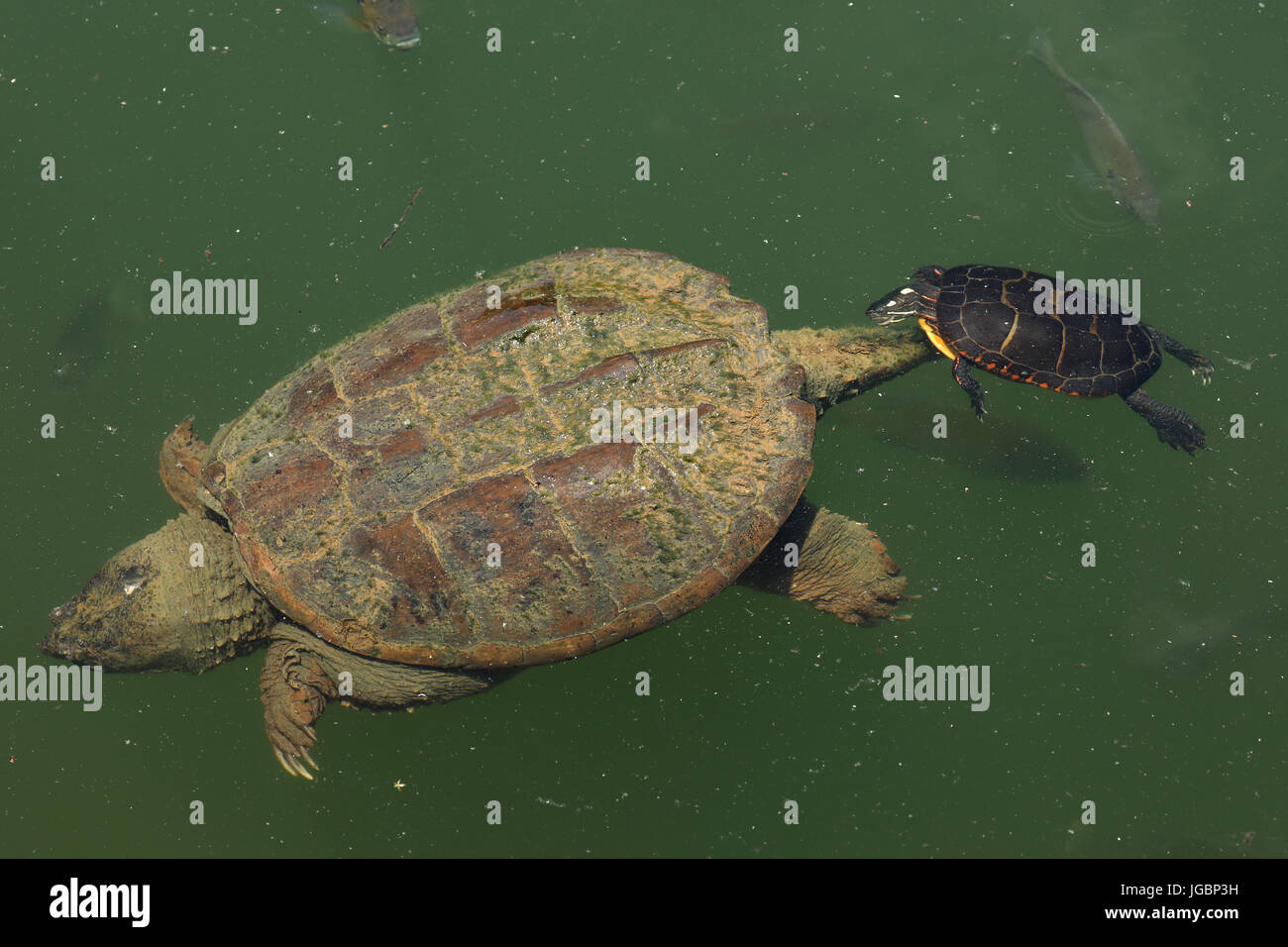 Snapping turtle, Chelydra serpentina, and painted turtle Chrysemys ...