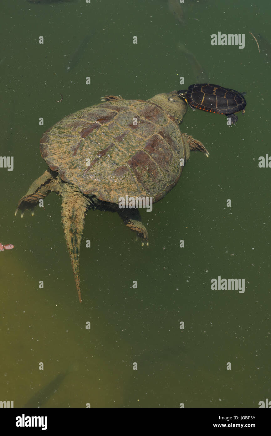 Snapping turtle, Chelydra serpentina, and painted turtle Chrysemys ...