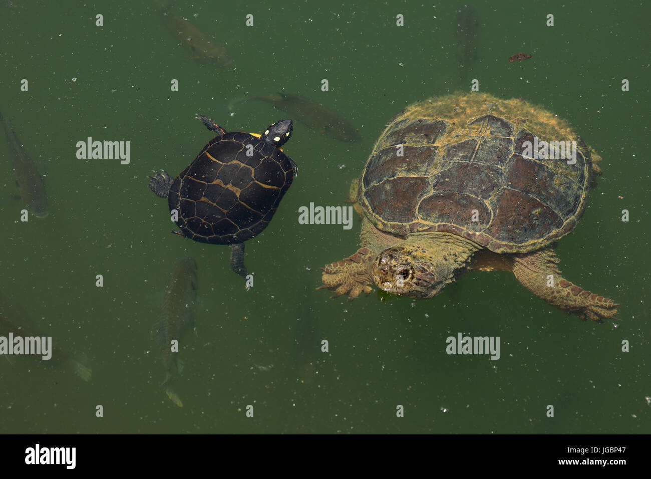 Snapping turtle, Chelydra serpentina, and painted turtle Chrysemys ...