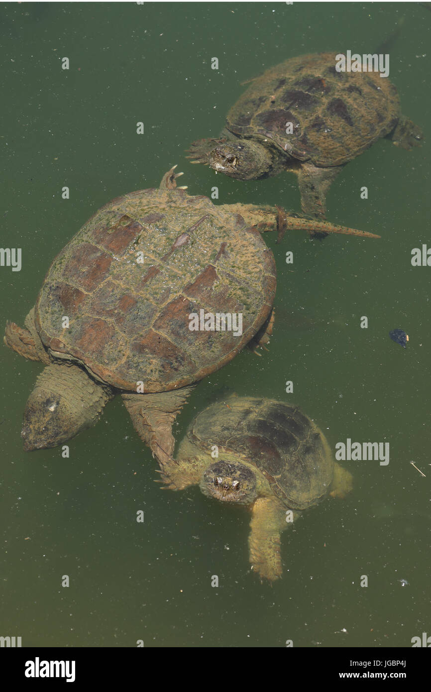 Turtle Green Turtle Mating Mating Turtles Mating Green Turtles Water ...