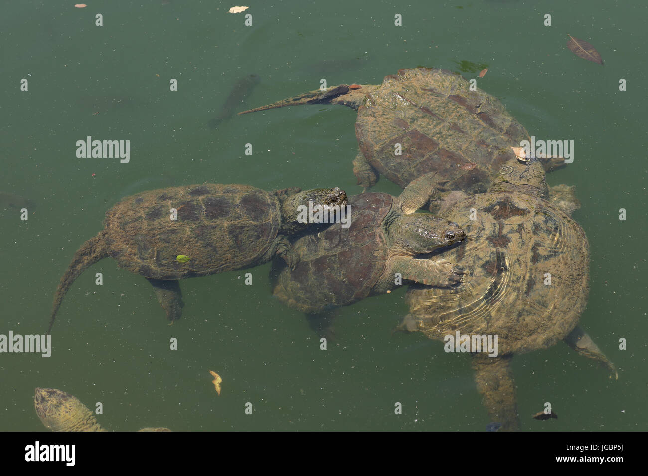 Snapping turtle, (Chelydra serpentina Stock Photo - Alamy