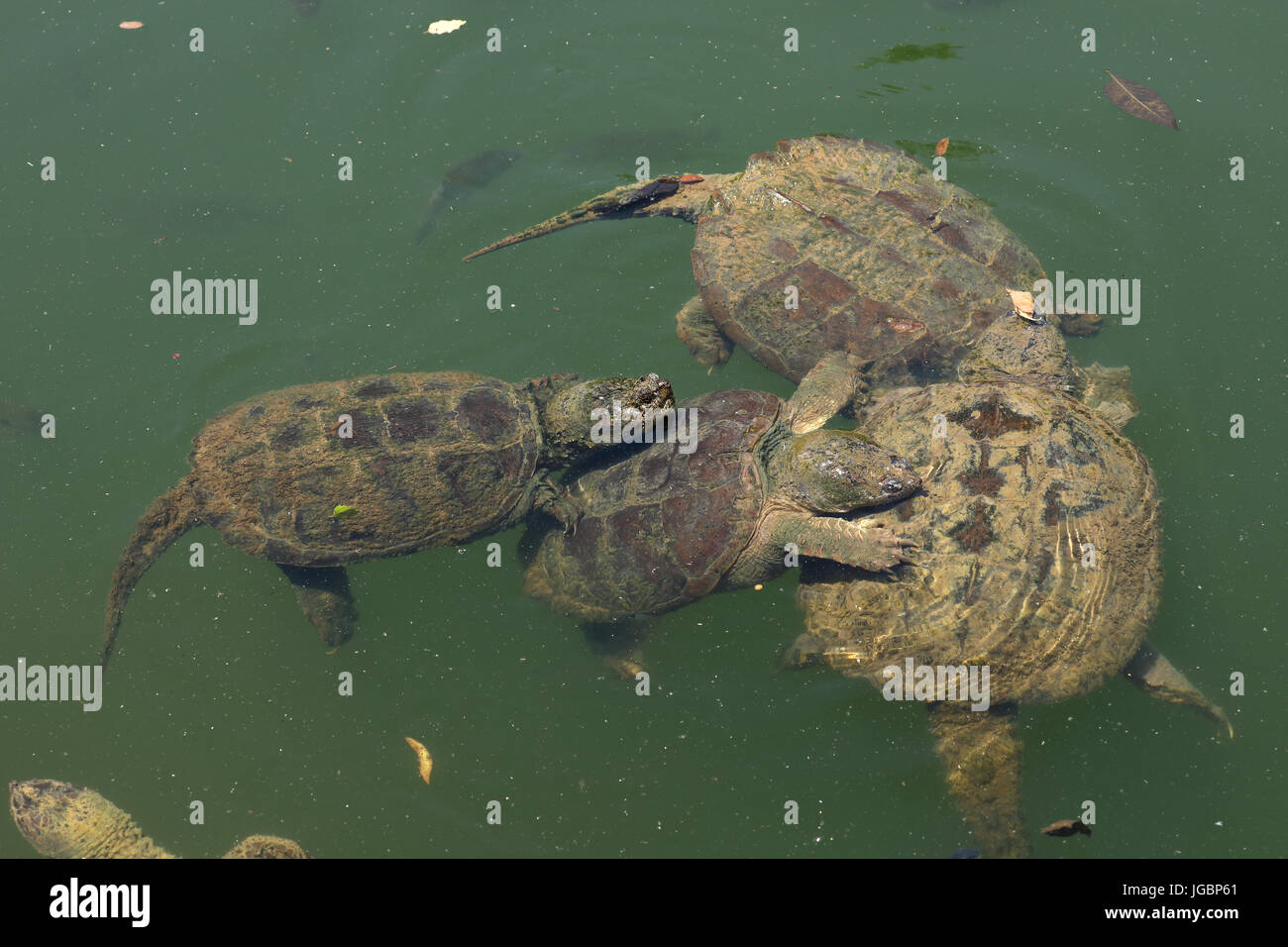 Male female turtle hi-res stock photography and images - Alamy
