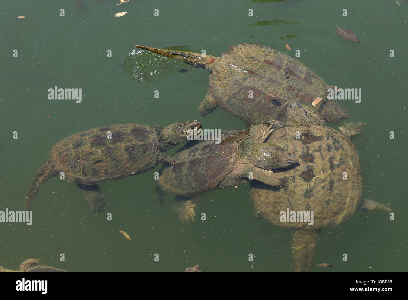 Snapping turtles mating hi-res stock photography and images - Alamy