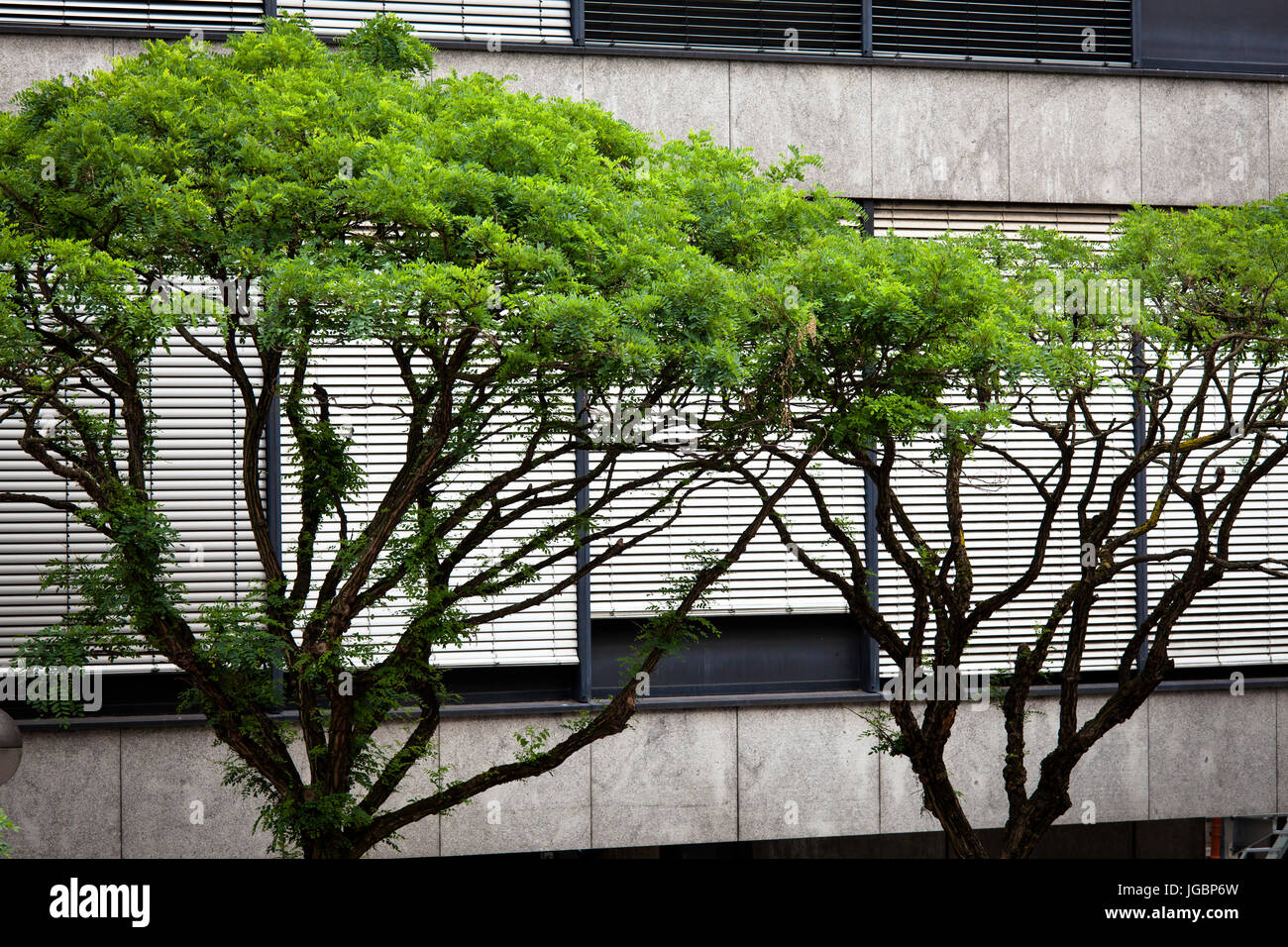 Germany, North Rhine-Westphalia, Cologne, trees in front of a builing ...
