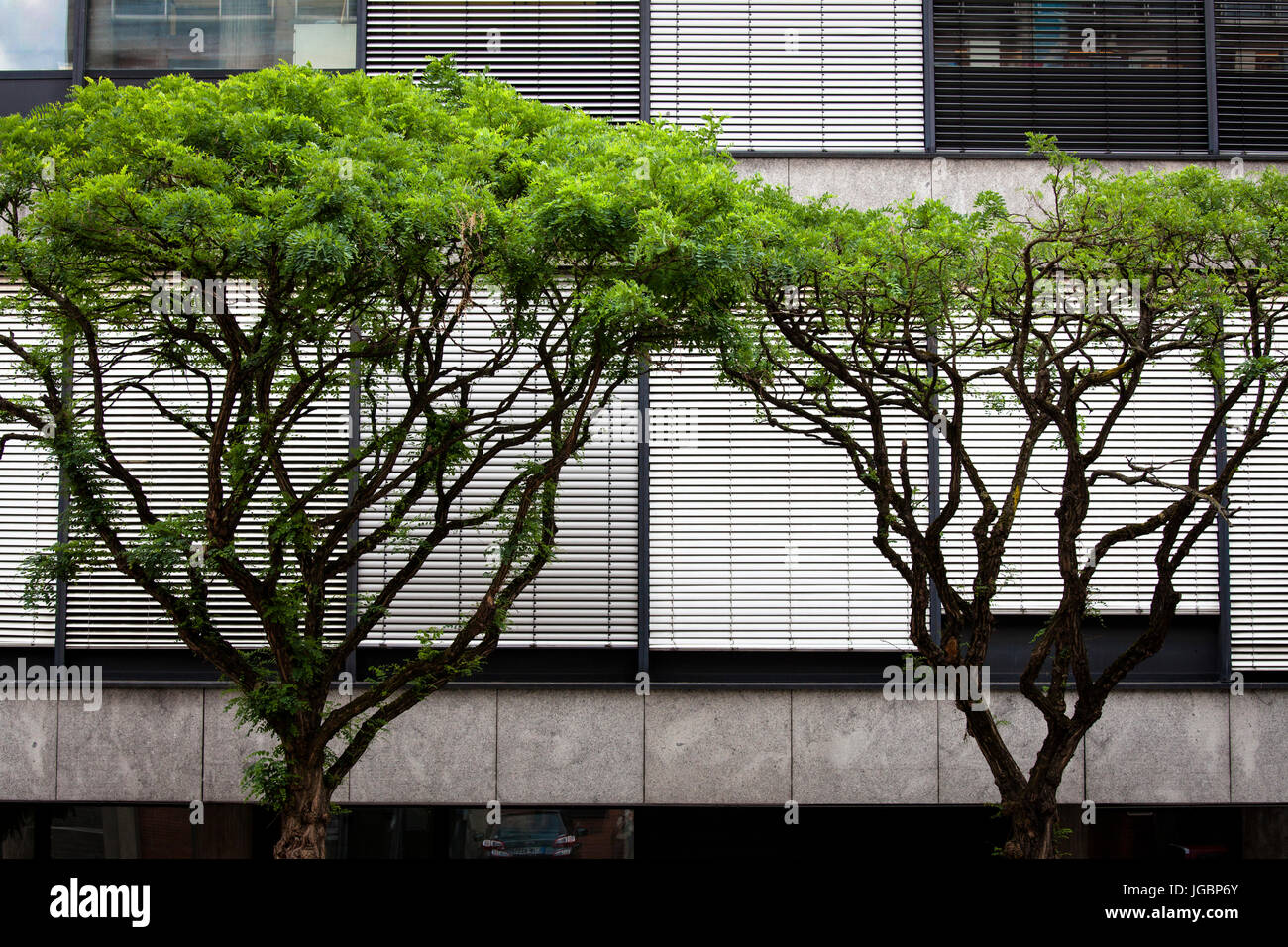 Germany, North Rhine-Westphalia, Cologne, trees in front of a builing ...