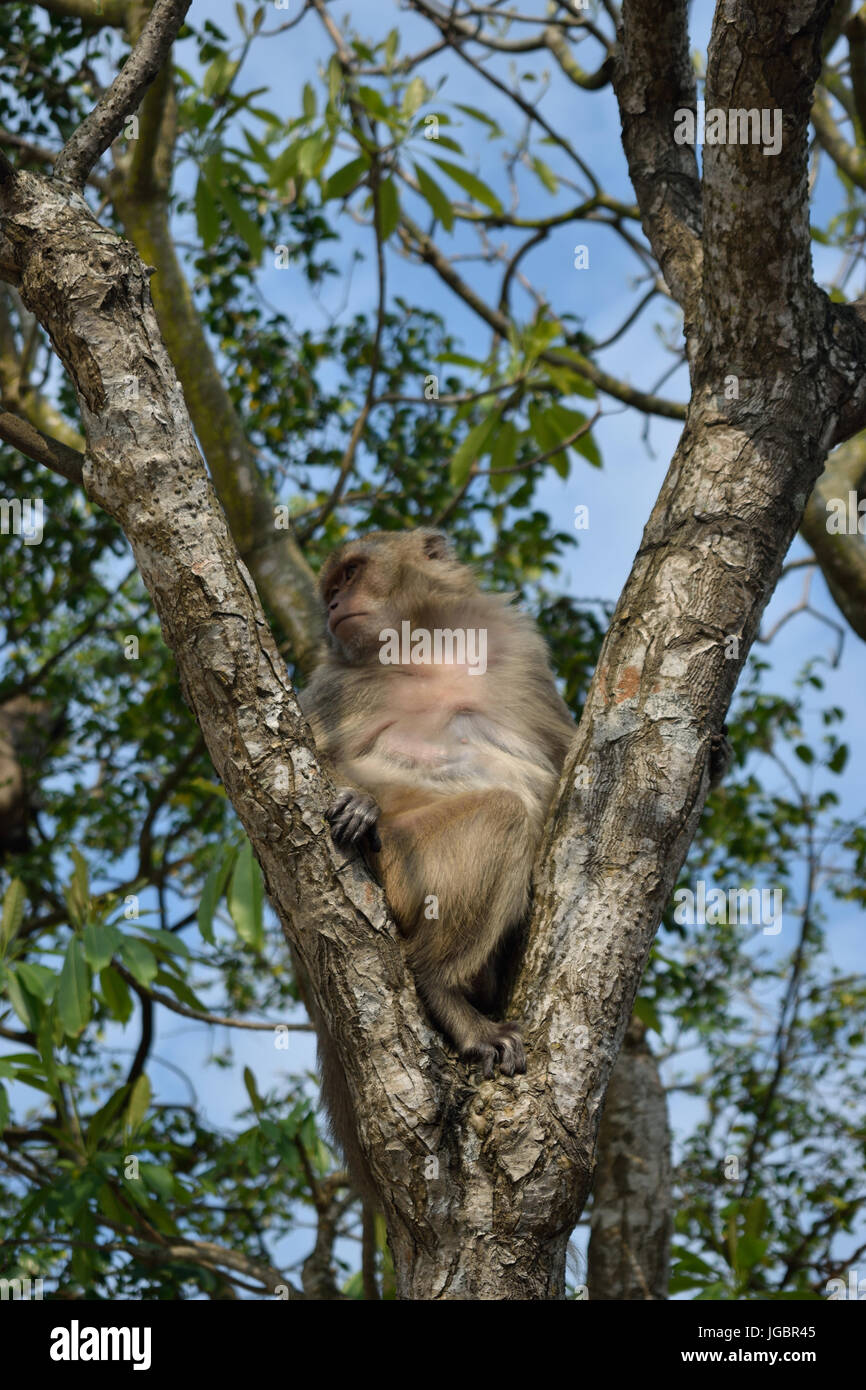 Observing monkey hi-res stock photography and images - Alamy