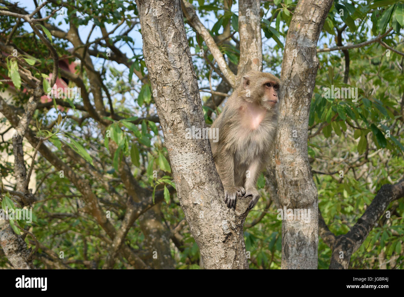 Observing monkey hi-res stock photography and images - Alamy