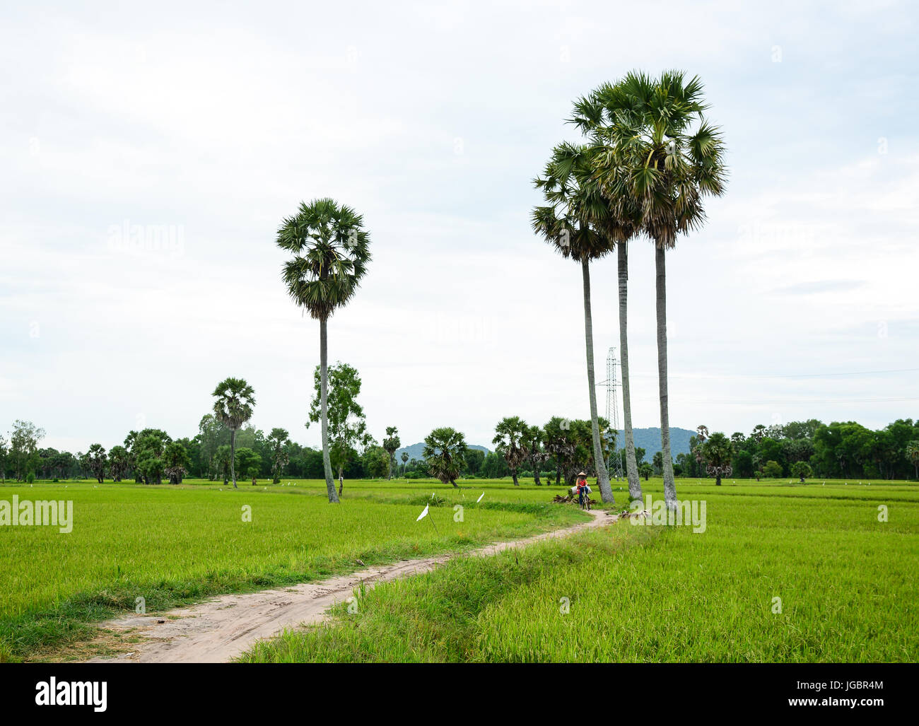 Landscape of countryside in Mekong Delta, Vietnam. Rural road with palm ...