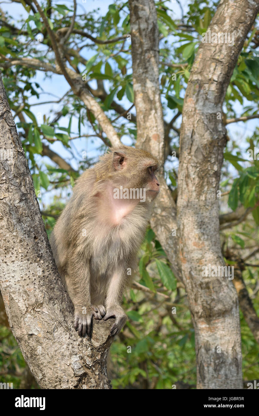 Observing monkey hi-res stock photography and images - Alamy