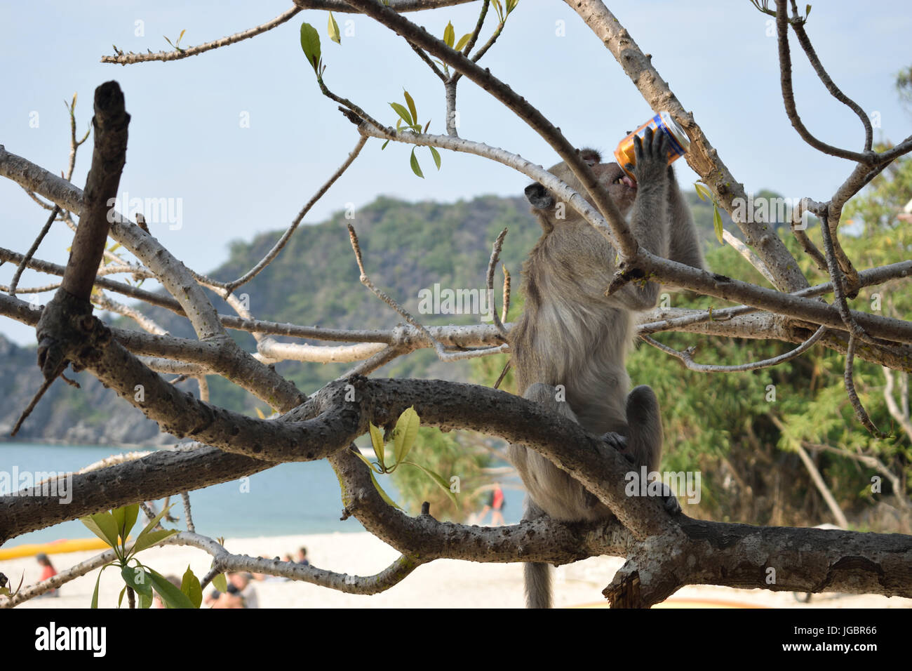 Observing monkey hi-res stock photography and images - Alamy