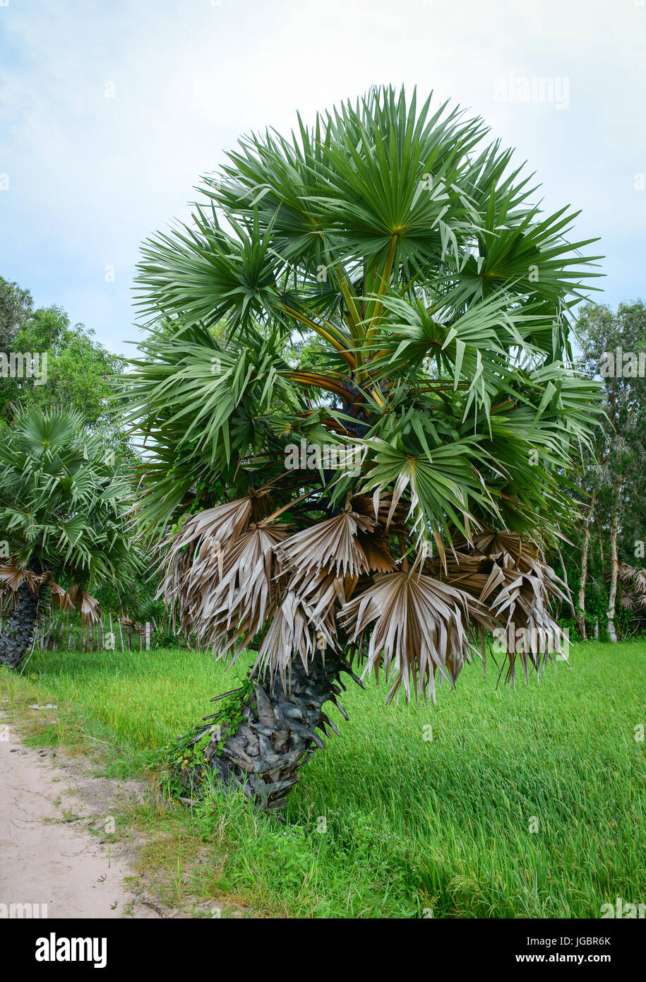 Landscape of countryside with palm trees on the road in Mekong Delta ...
