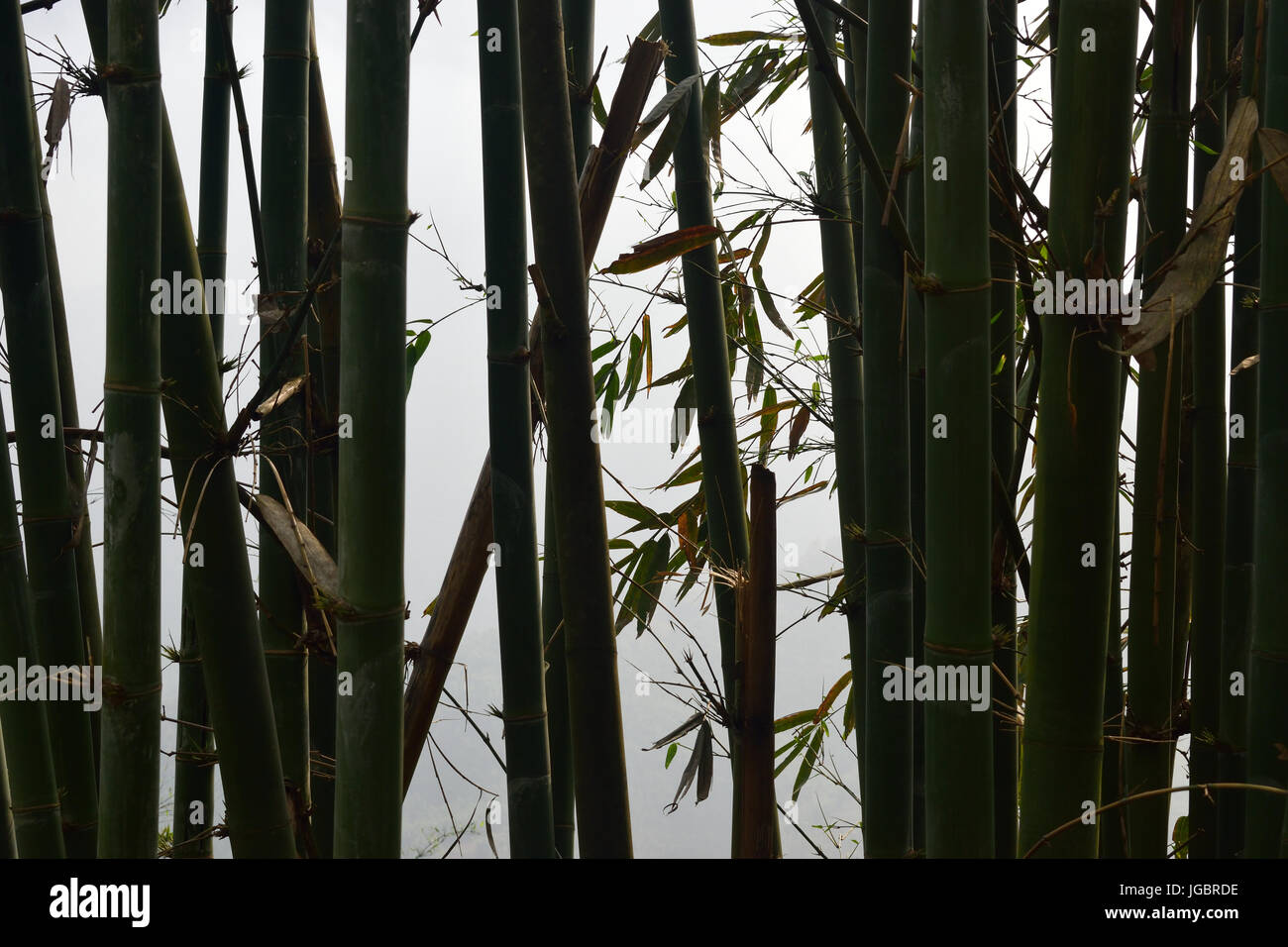 Bamboo jungle vietnam hi-res stock photography and images - Alamy