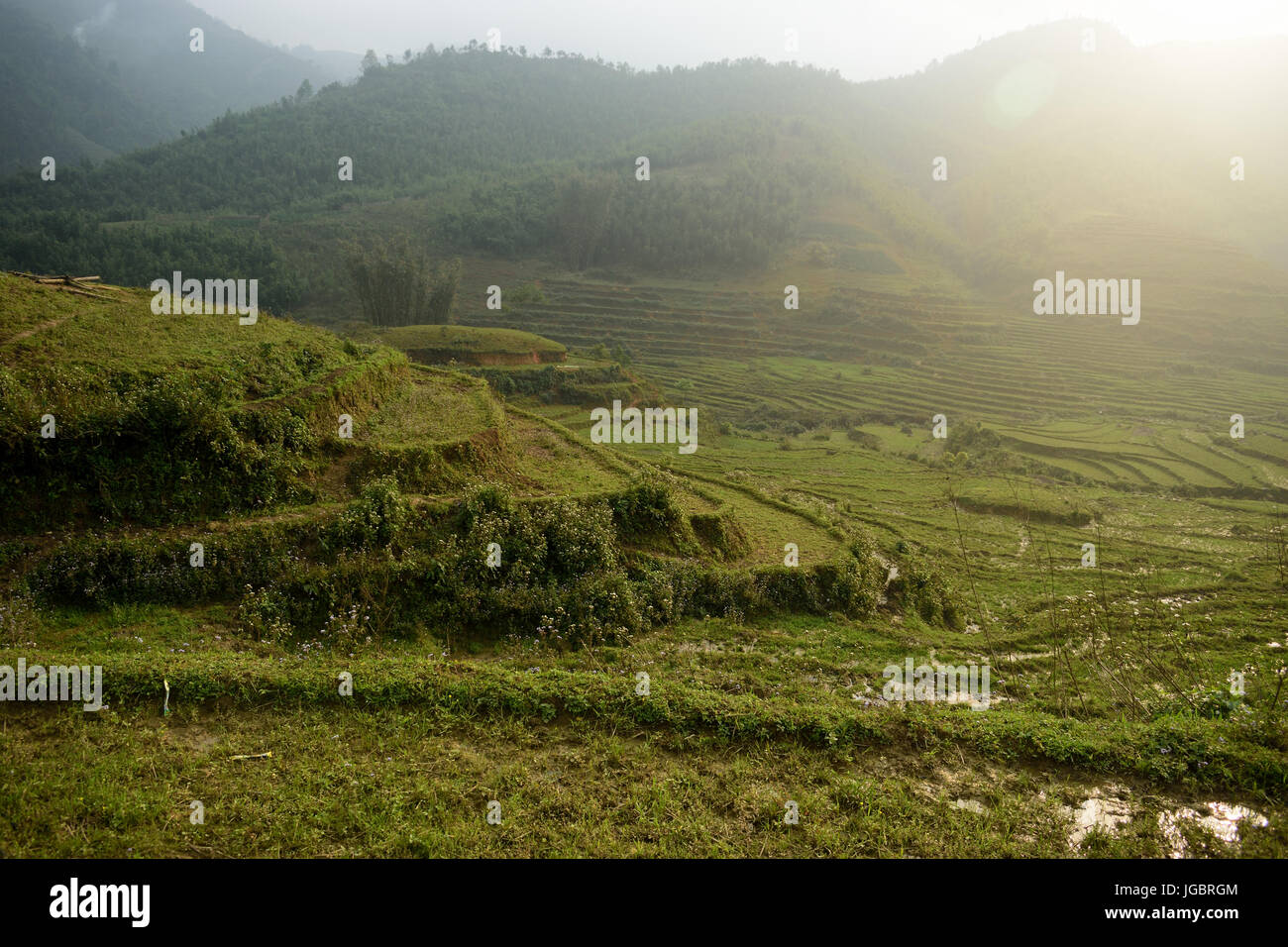 Terraced rice cultivation hi-res stock photography and images - Alamy