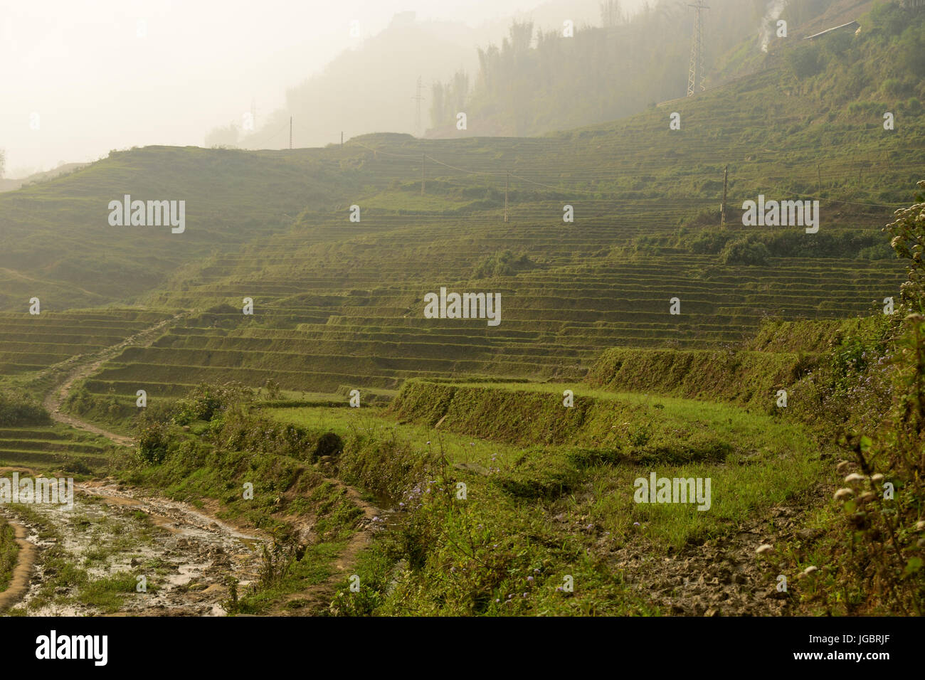 Terraced rice field Stock Photo - Alamy
