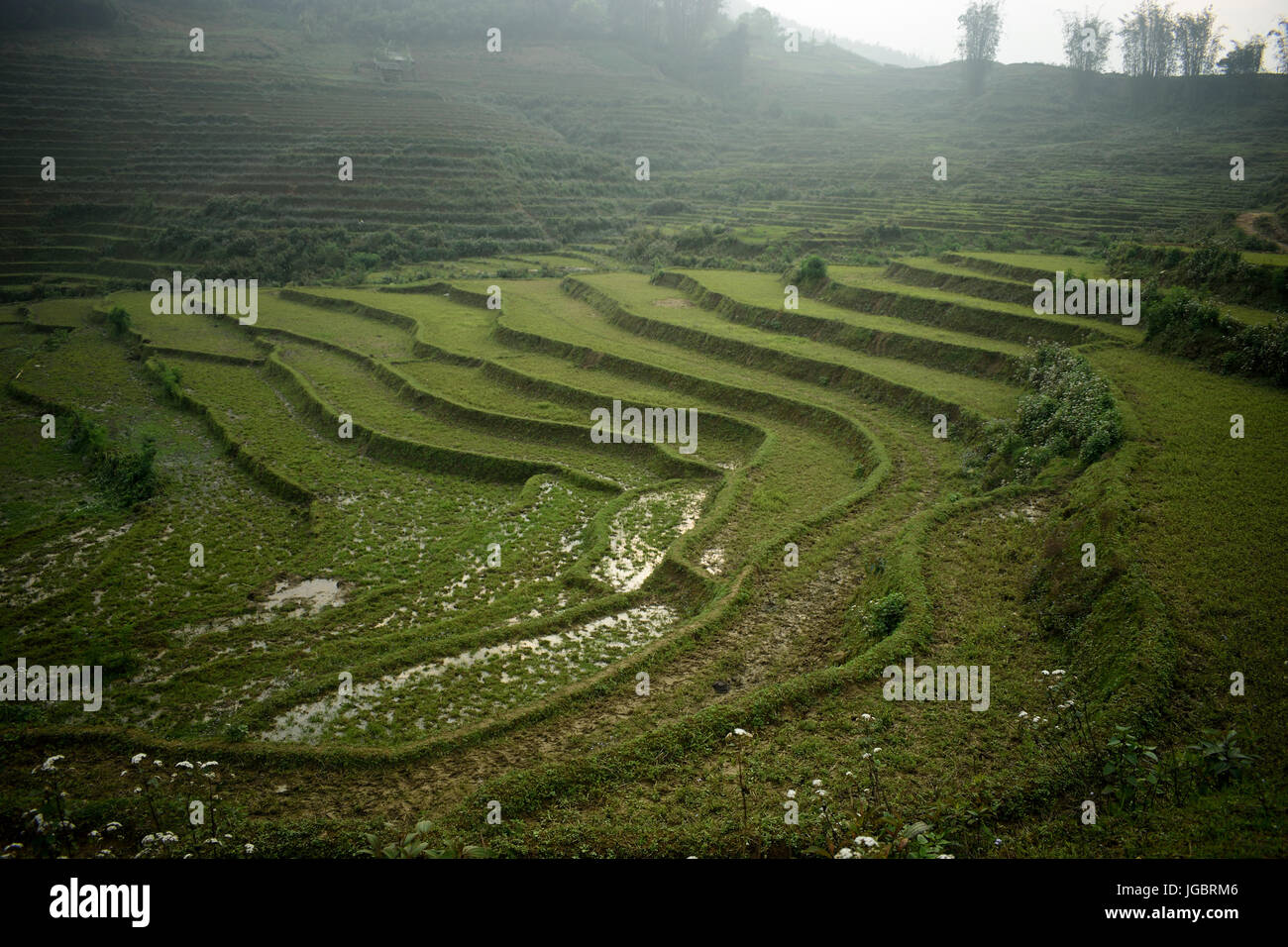 Terraced rice field Stock Photo - Alamy