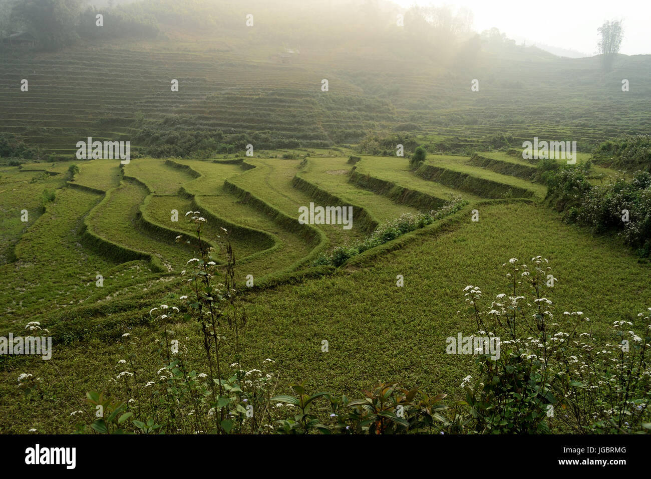 Terraced rice field Stock Photo - Alamy