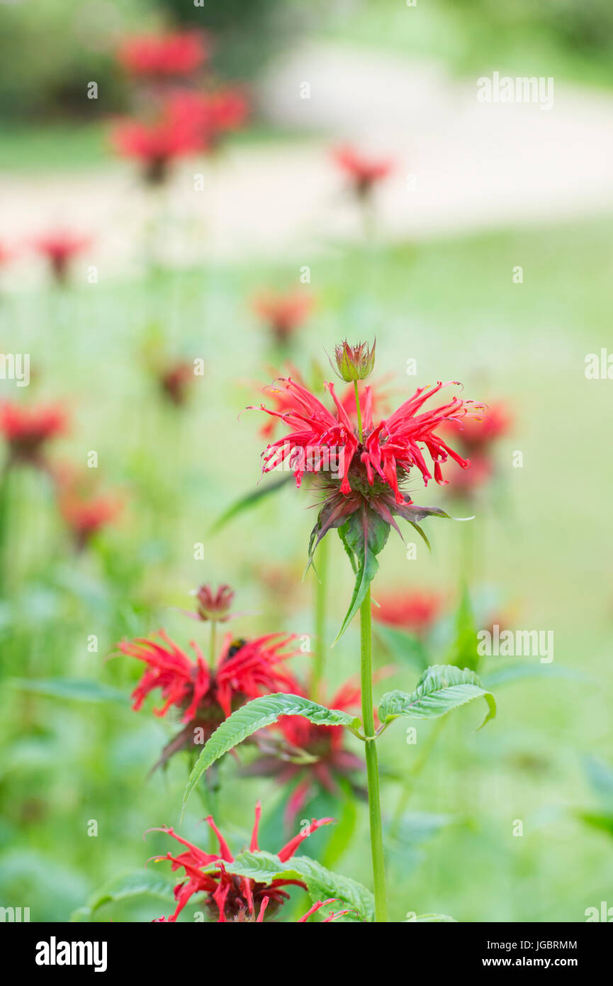 Red bergamot hi-res stock photography and images - Alamy
