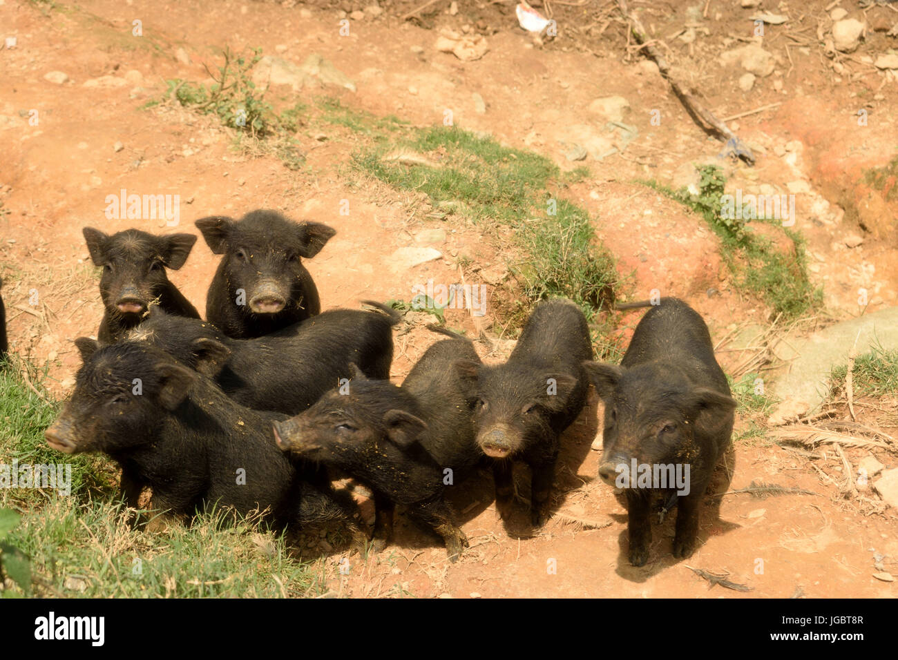 Pigs at play hi-res stock photography and images - Alamy