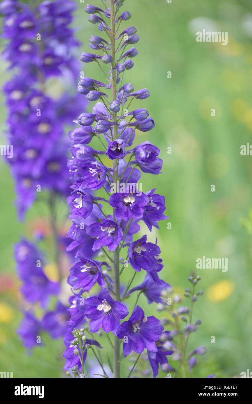 Larkspur (Delphinium sp. L.), violet blossom, Bavaria, Germany Stock ...
