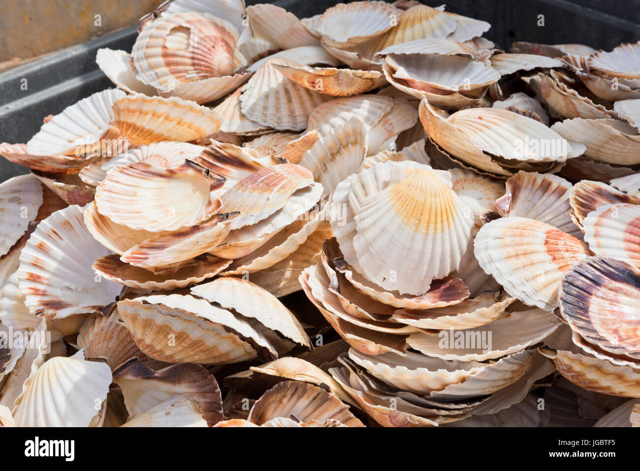 Heap of scallop shells as residuals in a metal container Stock Photo ...