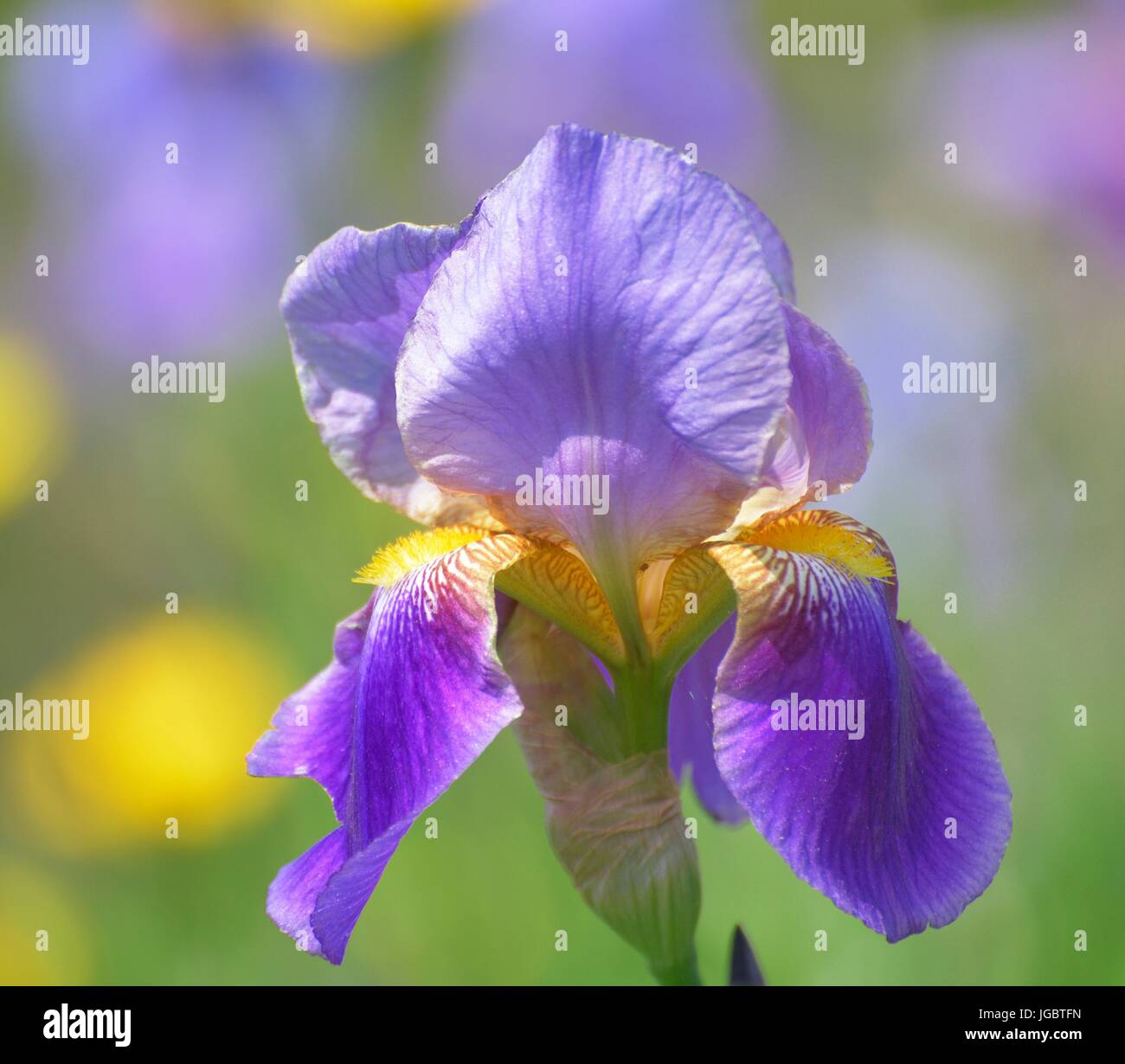 German lily hybrid iris germanica x hybrid hi-res stock photography and ...