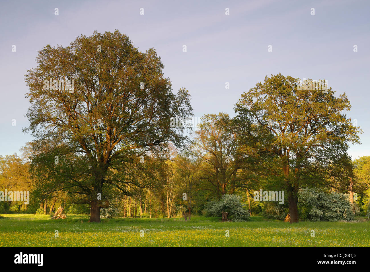 Oak trees (Quercus) in a spring meadow, Elbaue, biosphere reserve ...