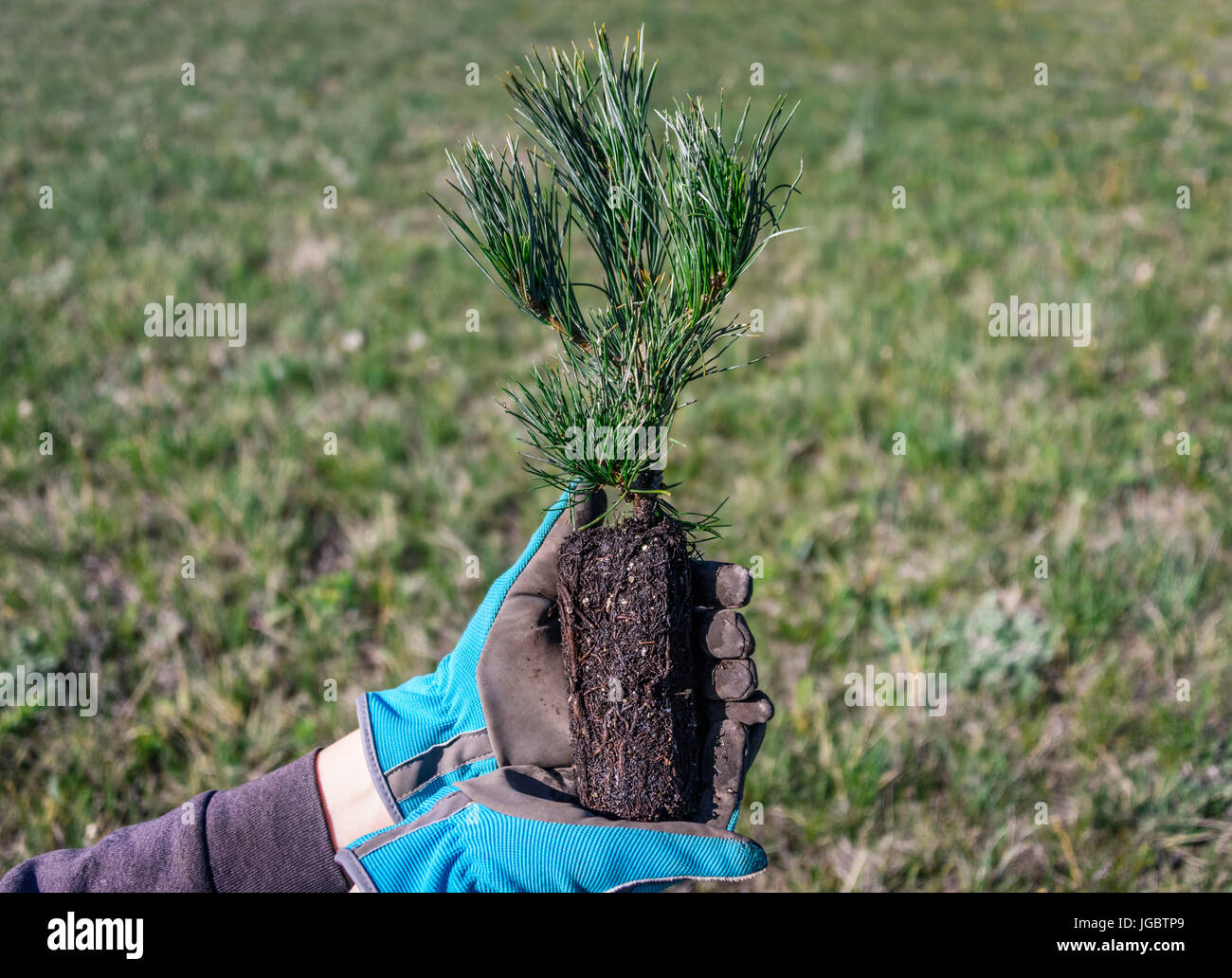 Pine seedling hi-res stock photography and images - Alamy