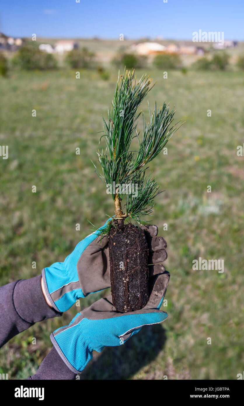 Planting a tree. New life concept. Close-up of hands holding a pine ...