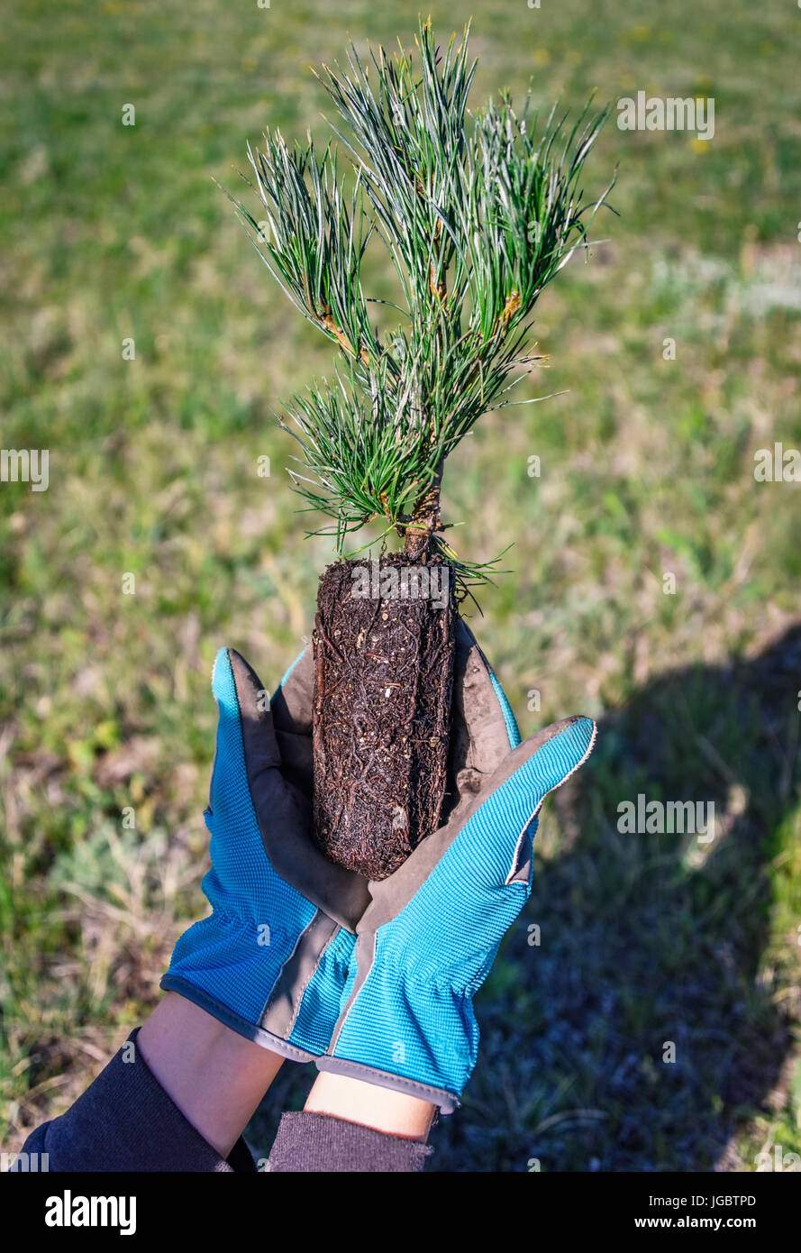 Plan planting hi-res stock photography and images - Alamy