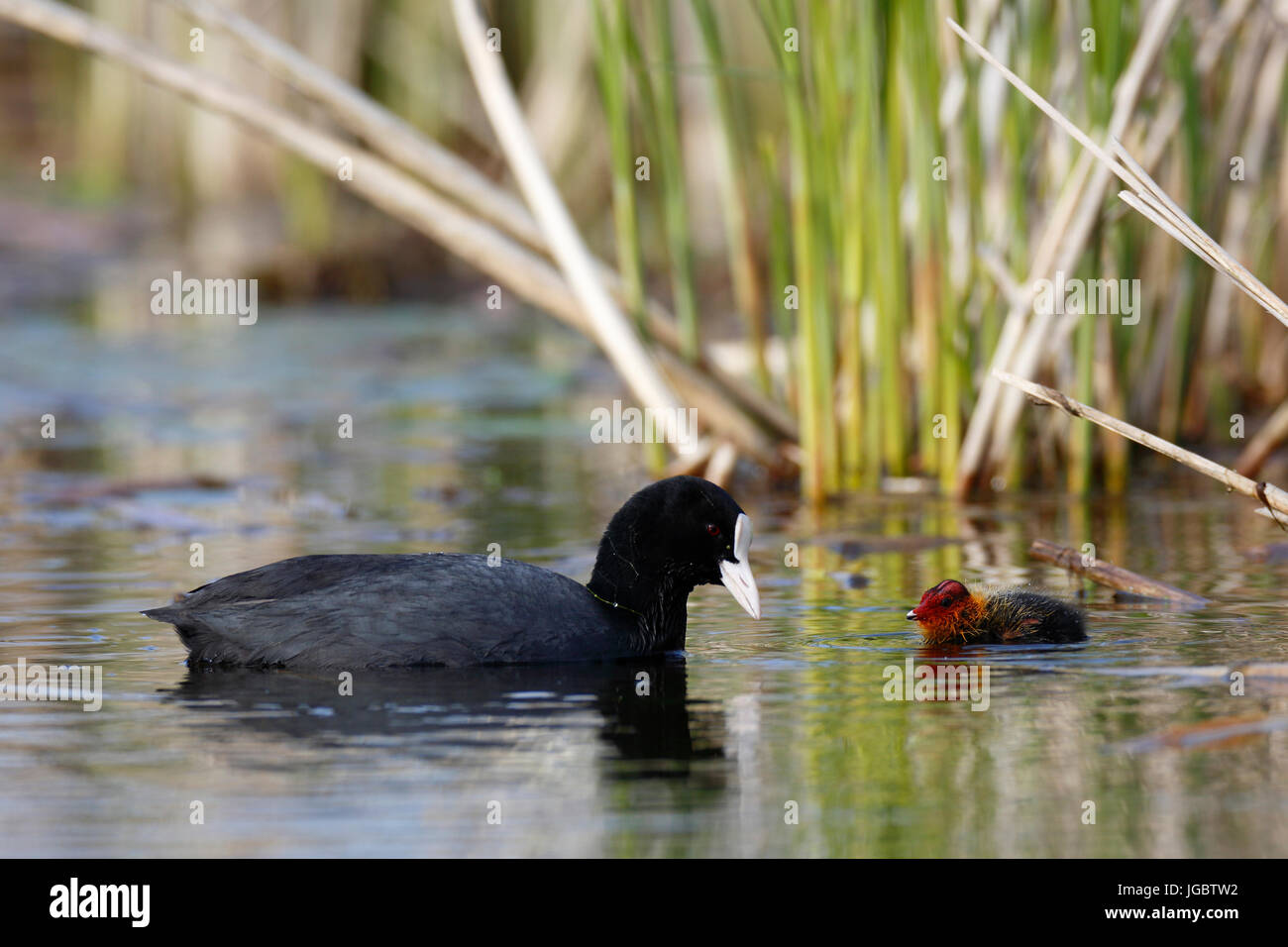 Eurasian coot (Fulica atra), adult with chicks in the water, Naturpark ...