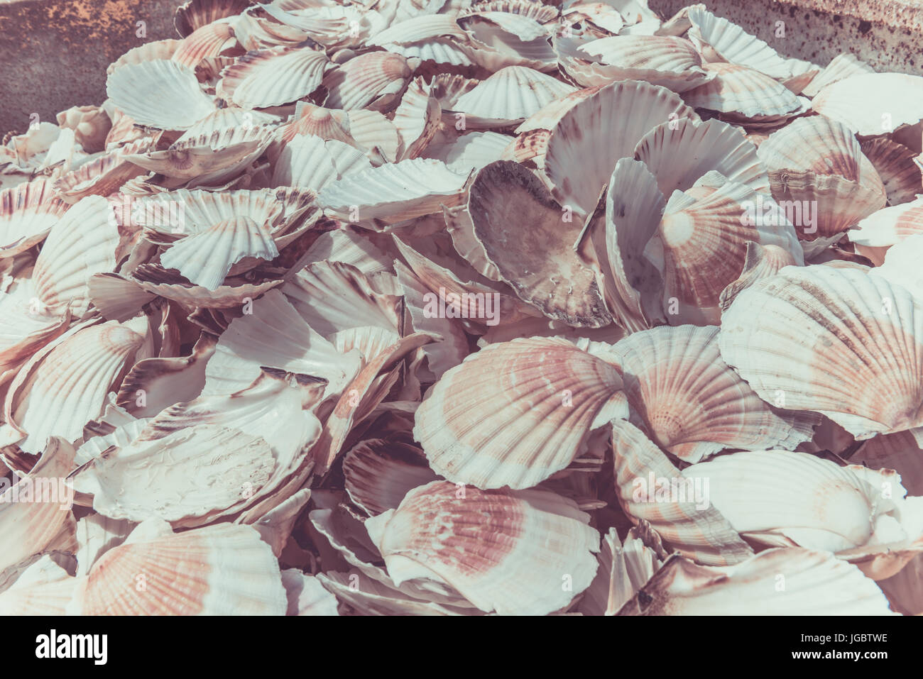 Heap of scallop shells as a background texture Stock Photo - Alamy