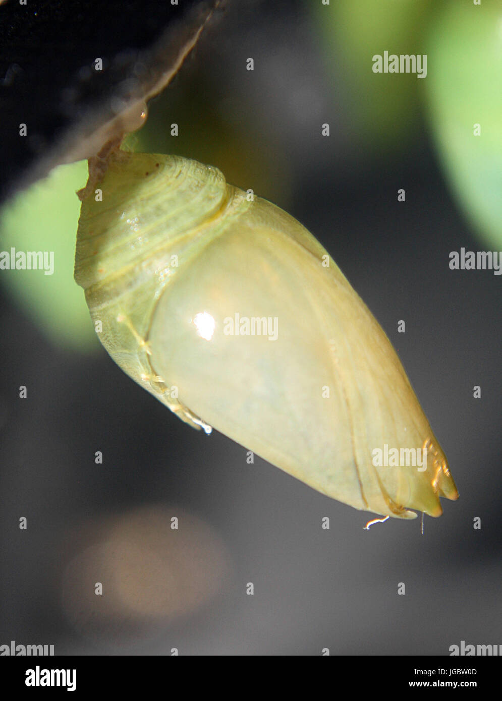 Morpho Peleides larvae Stock Photo - Alamy