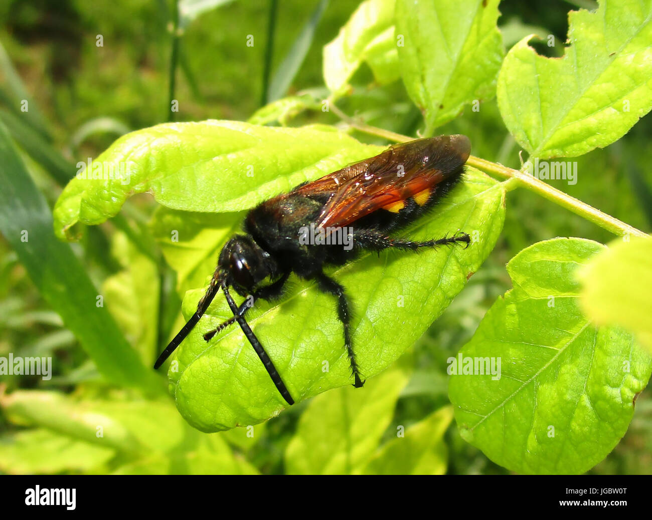 Big insect in the foliage 1 Stock Photo - Alamy