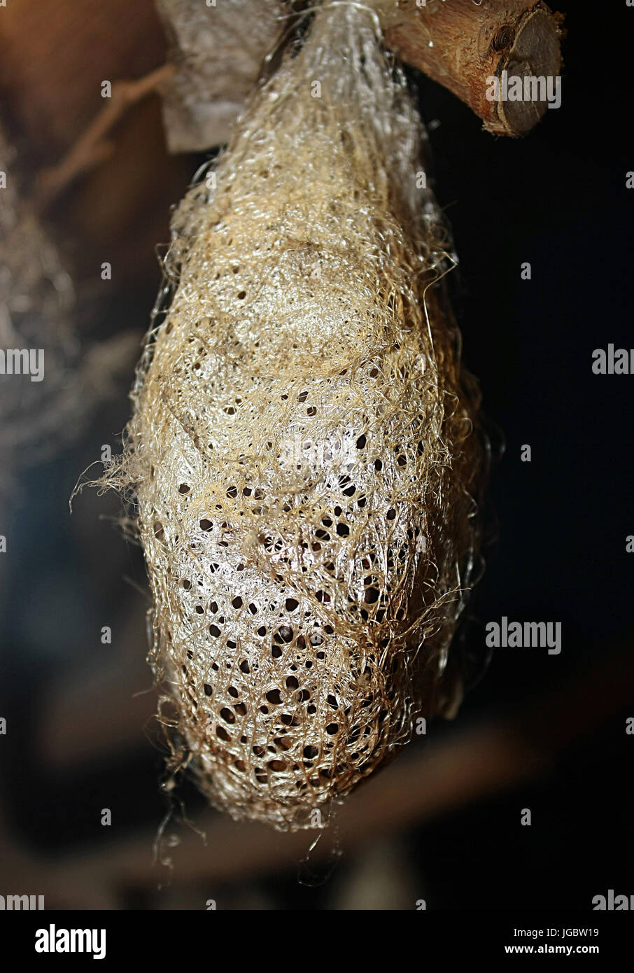 Butterfly pigeon Morpho Peleides Stock Photo - Alamy