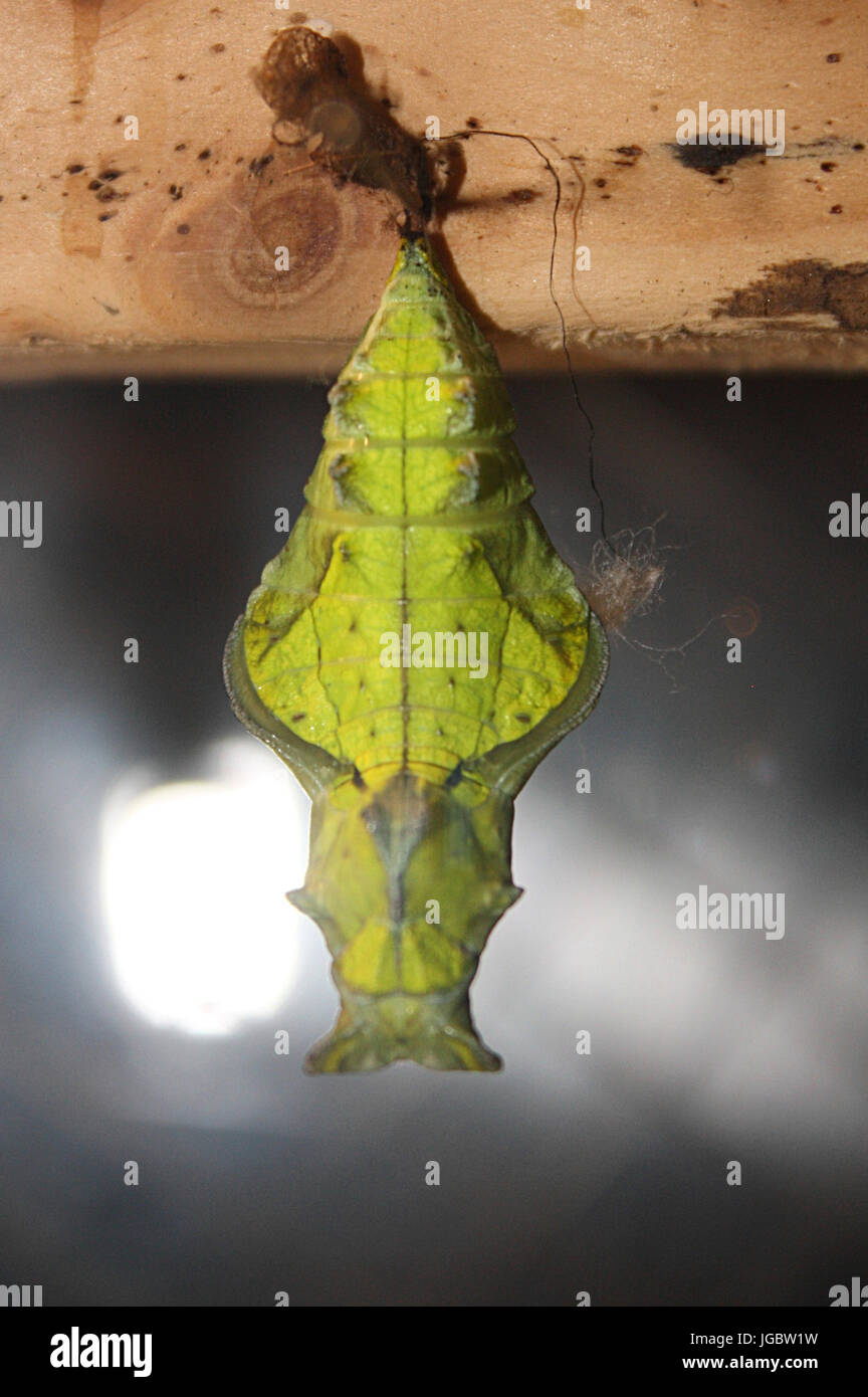 Morpho peleides butterfly hi-res stock photography and images - Alamy