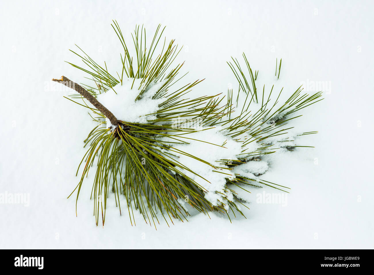 Pine twig laying in snow Stock Photo - Alamy