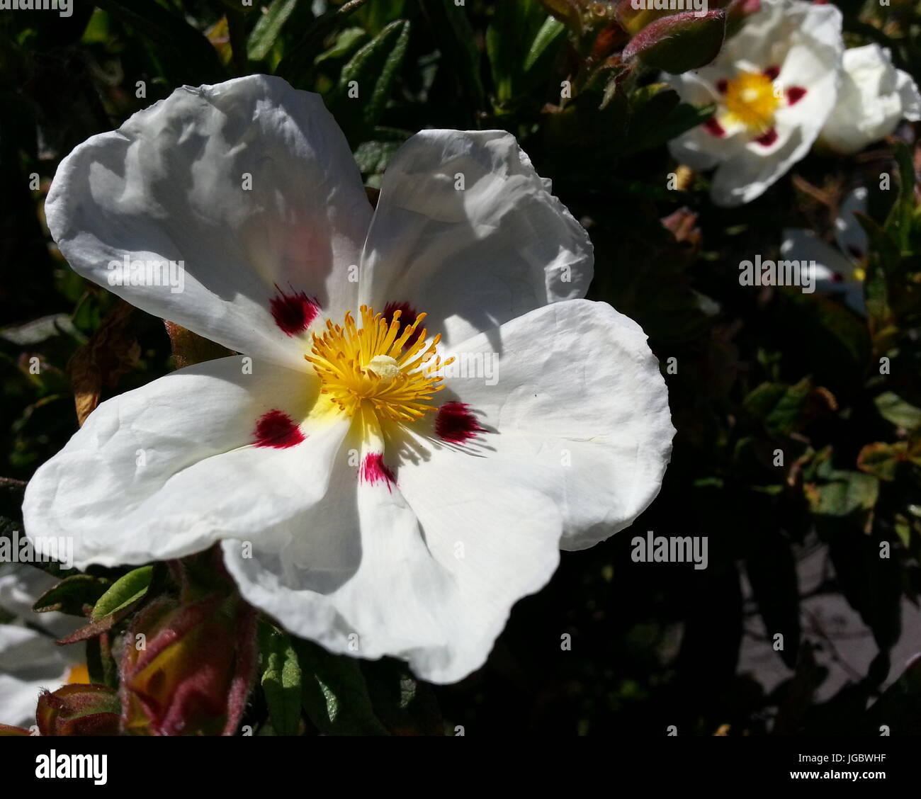 Snowfire hi-res stock photography and images - Alamy