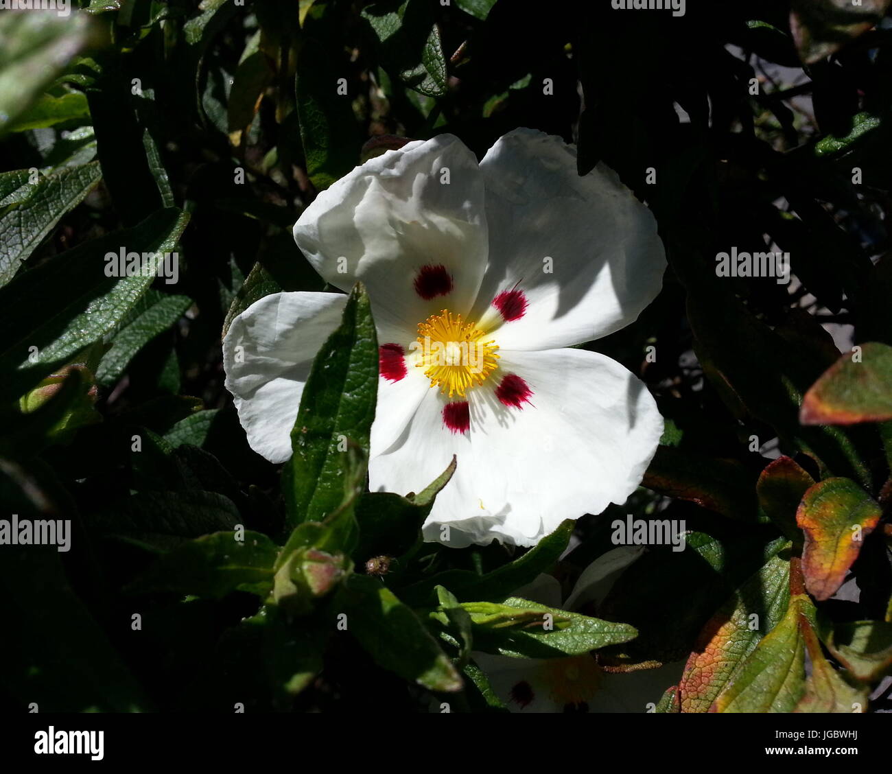 Snowfire rose hi-res stock photography and images - Alamy
