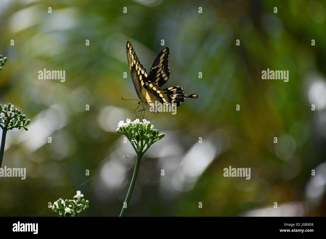 Swallowtail Butterfly, Delray Beach, Florida Stock Photo - Alamy