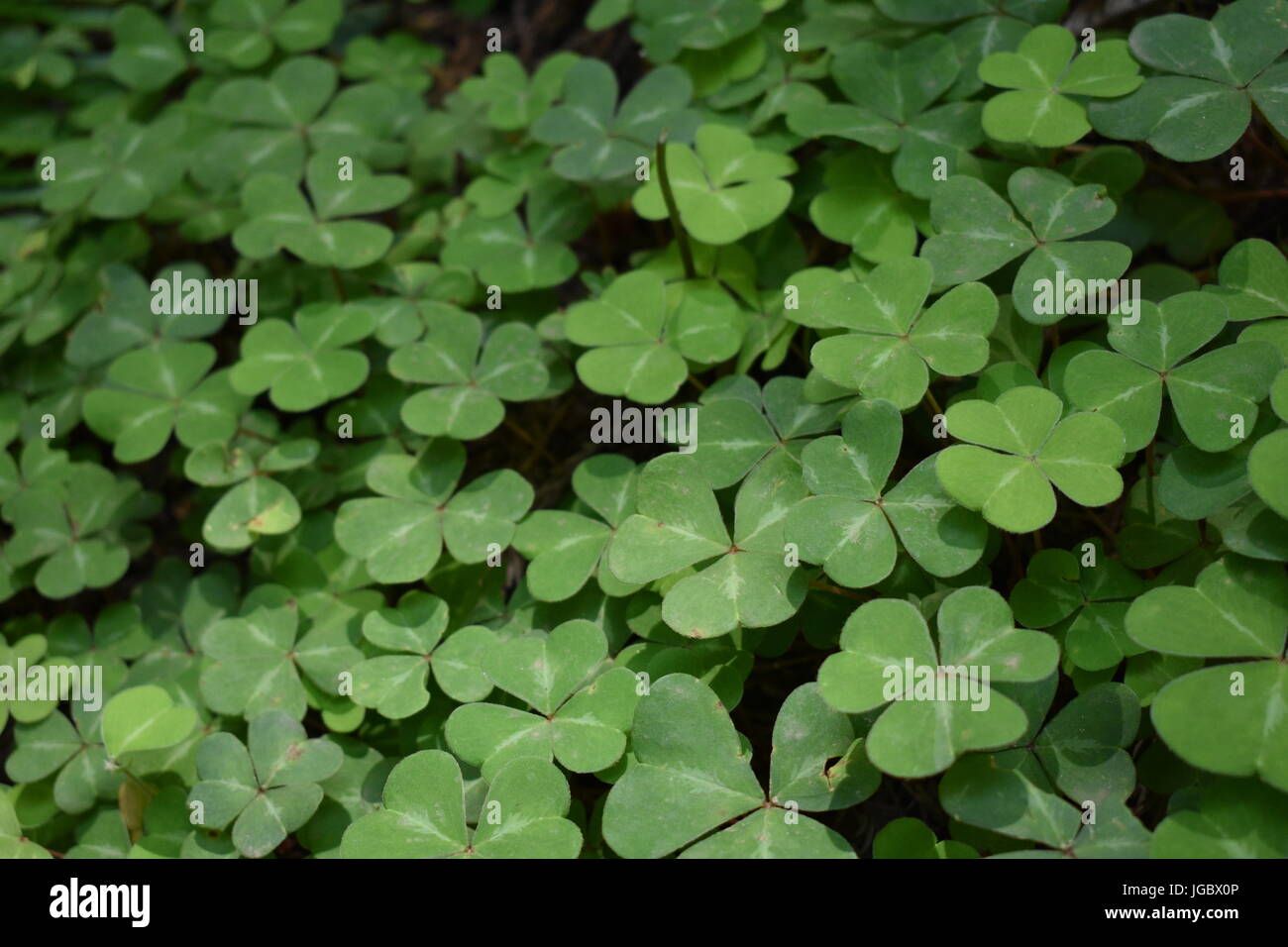 Irish redwood hi-res stock photography and images - Alamy