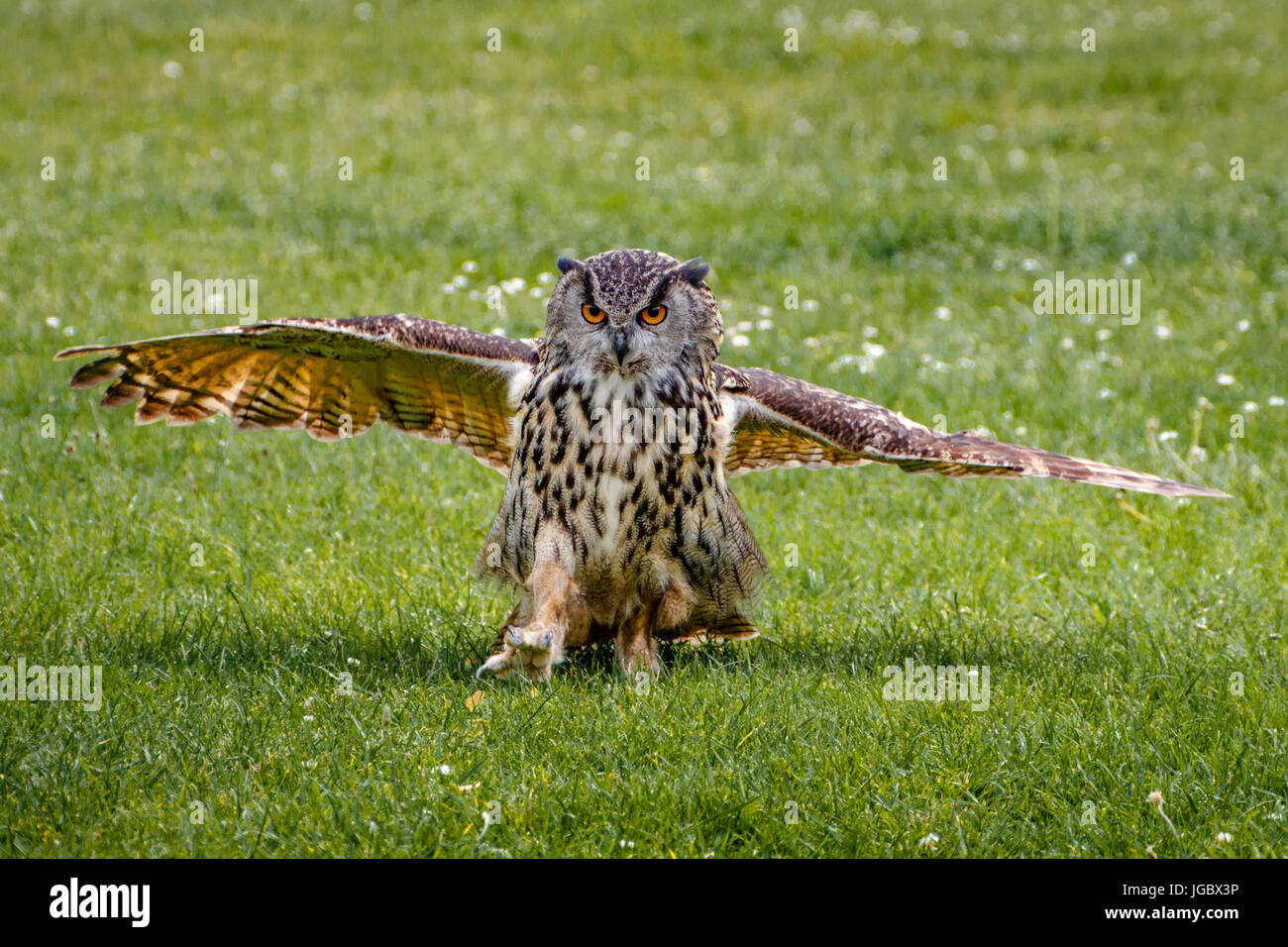 european eagle owl dancing Stock Photo - Alamy