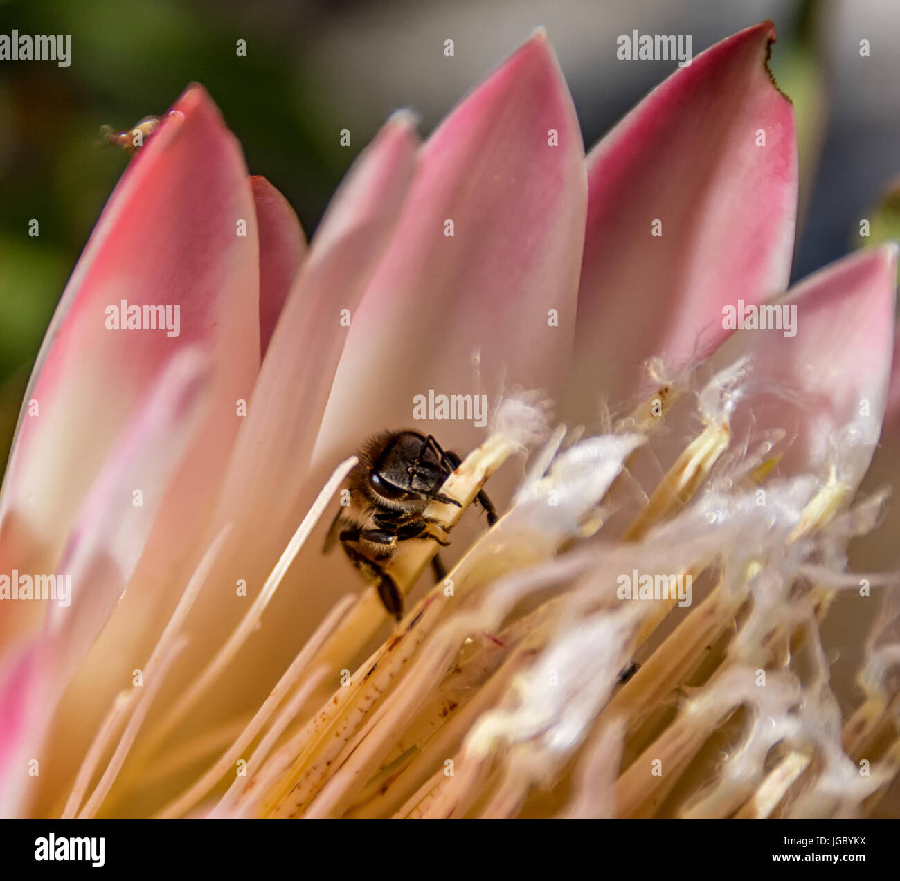 A Honey Bee on a Protea repens flower in the Southern Cape, South ...