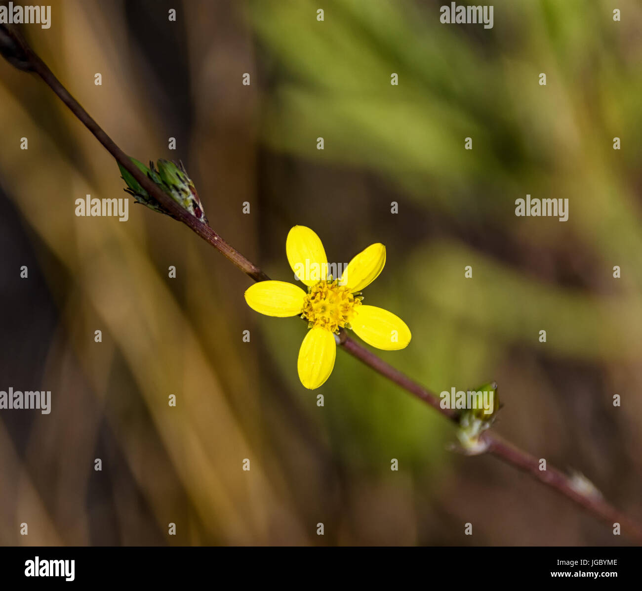 Senecio flower south african flora hi-res stock photography and images ...