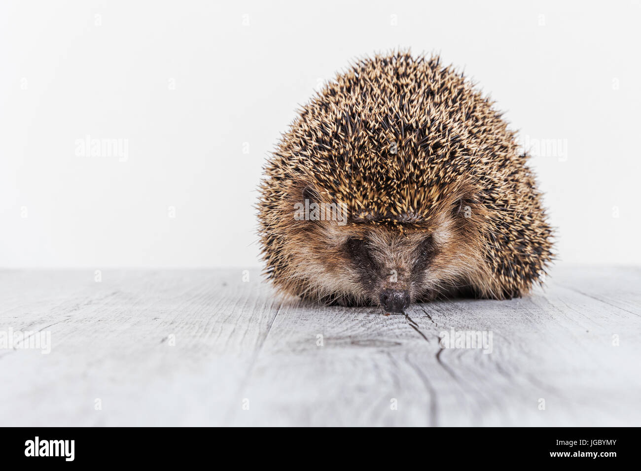 Hedgehog poses on the table, cute hedgehog Stock Photo - Alamy