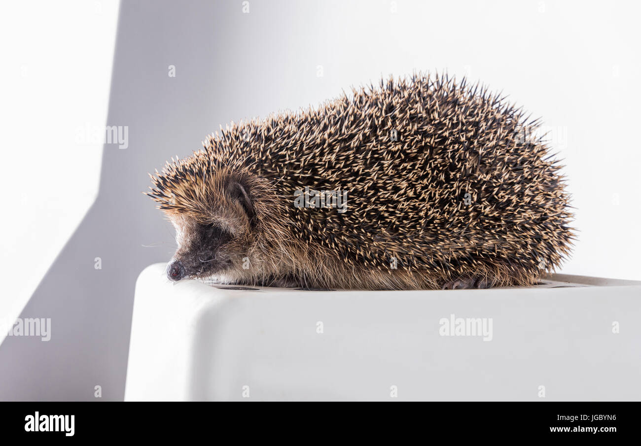 Hedgehog poses on the table, cute hedgehog Stock Photo - Alamy